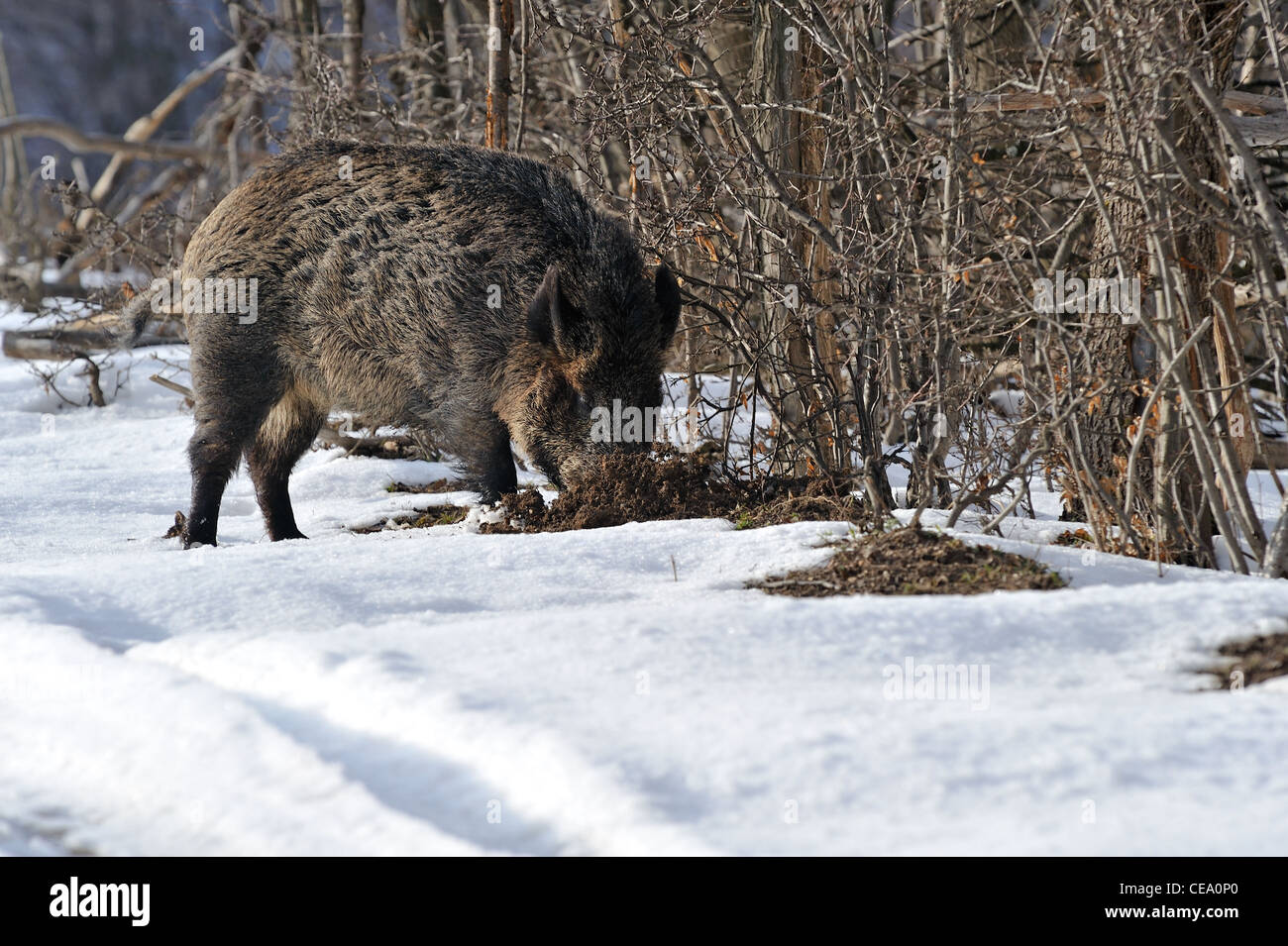 wild boar in winter Stock Photo - Alamy