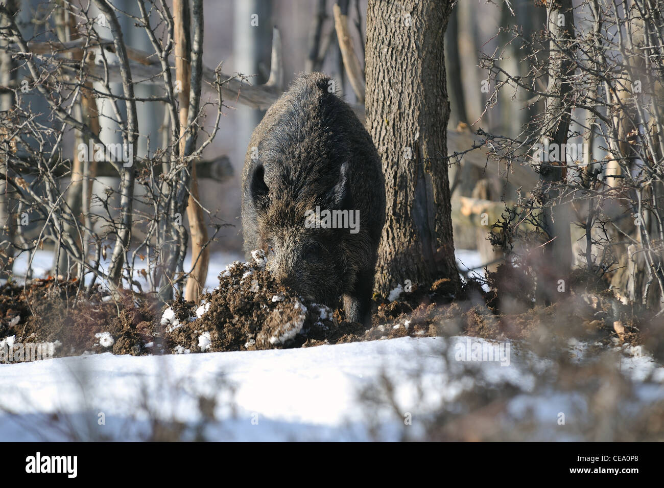 wild boar in winter Stock Photo - Alamy