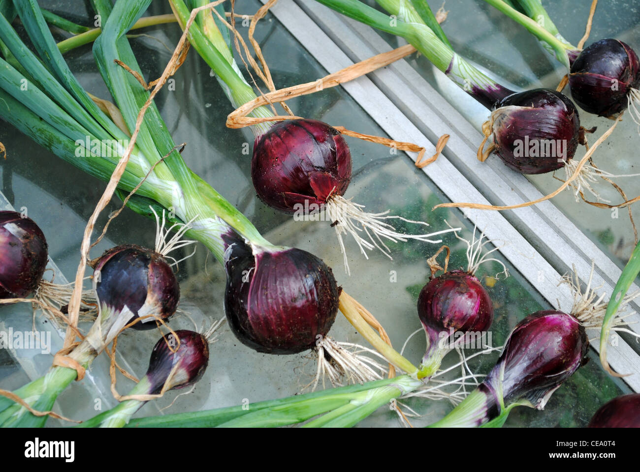Red plots hi-res stock photography and images - Alamy