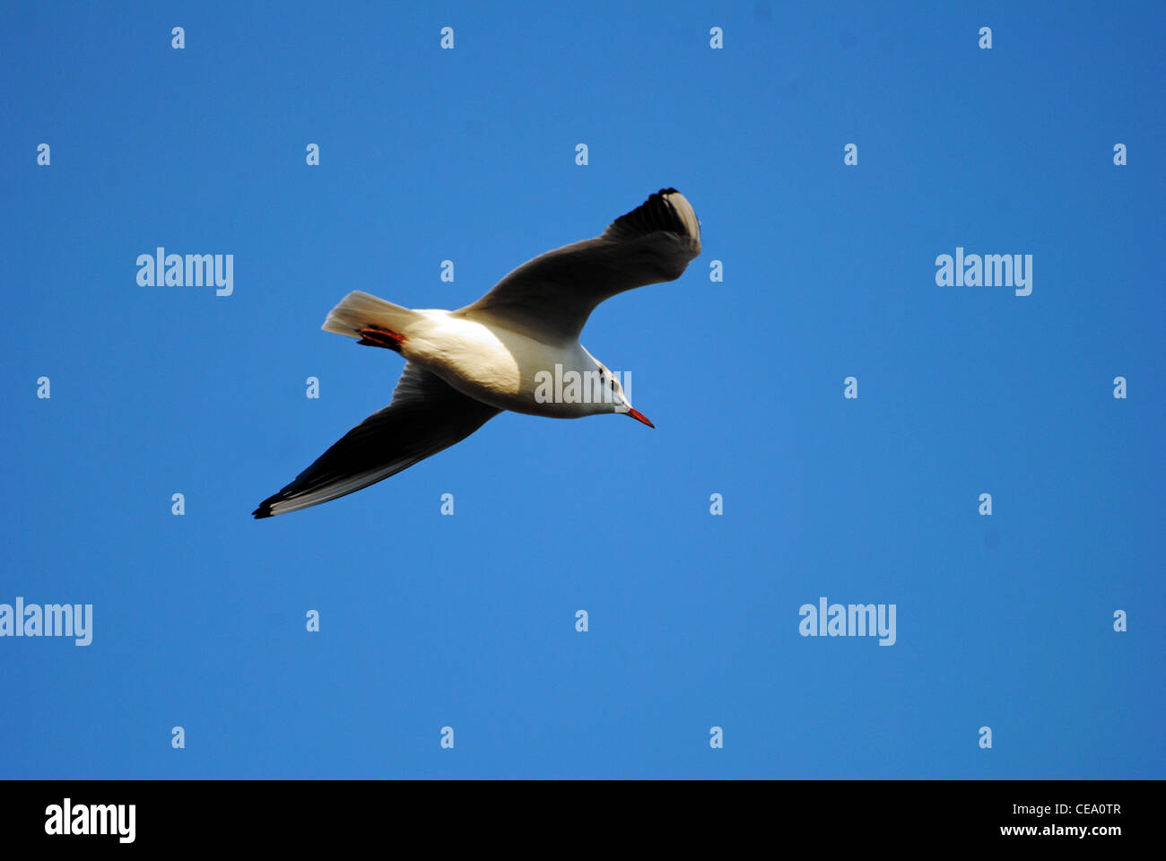 Black Headed Gull in Flight (Larus ridibundus Stock Photo - Alamy