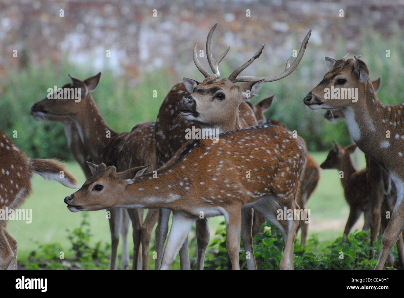 Fallow Deer (Dama dama Stock Photo - Alamy