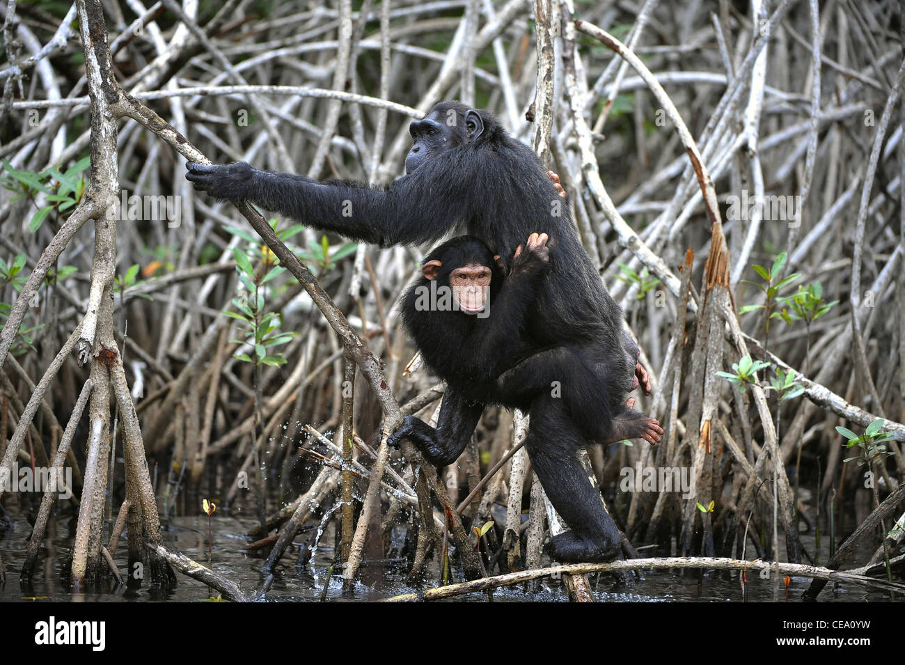 Chimpanzee with a cub. The chimpanzee with a cub on roots mangrove ...