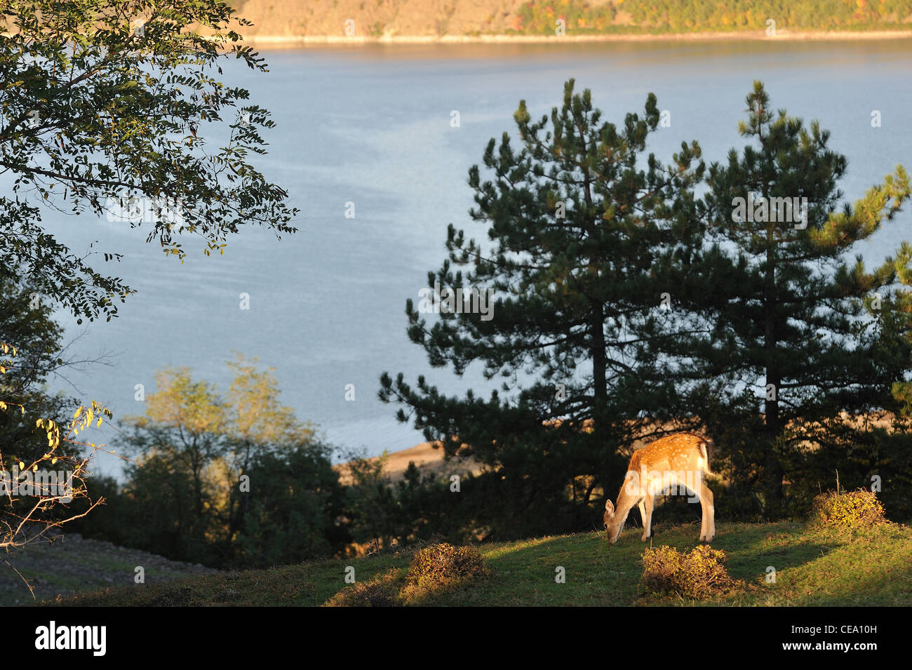 Little deer lake hi-res stock photography and images - Alamy