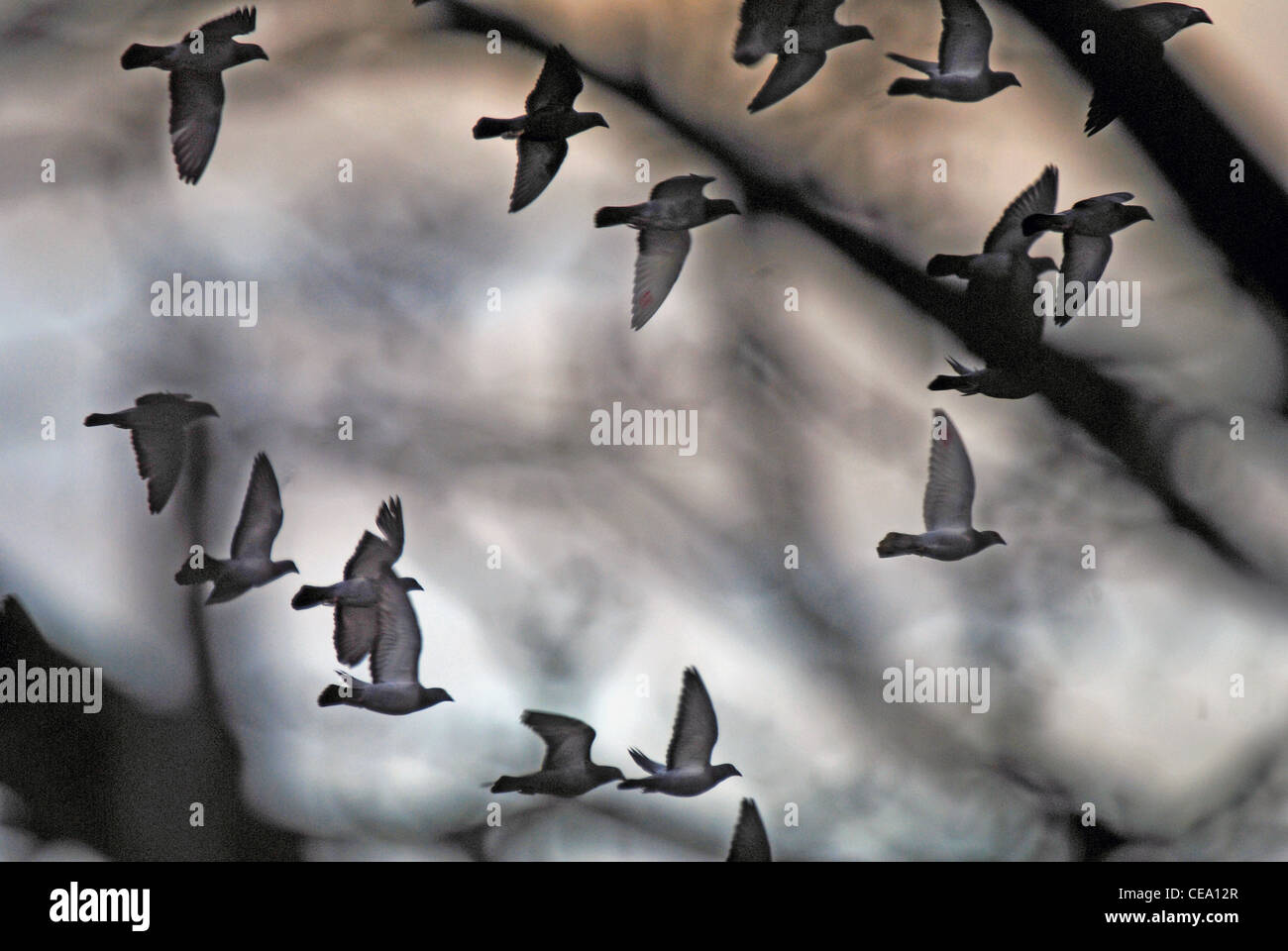 Homing pigeons hi-res stock photography and images - Alamy