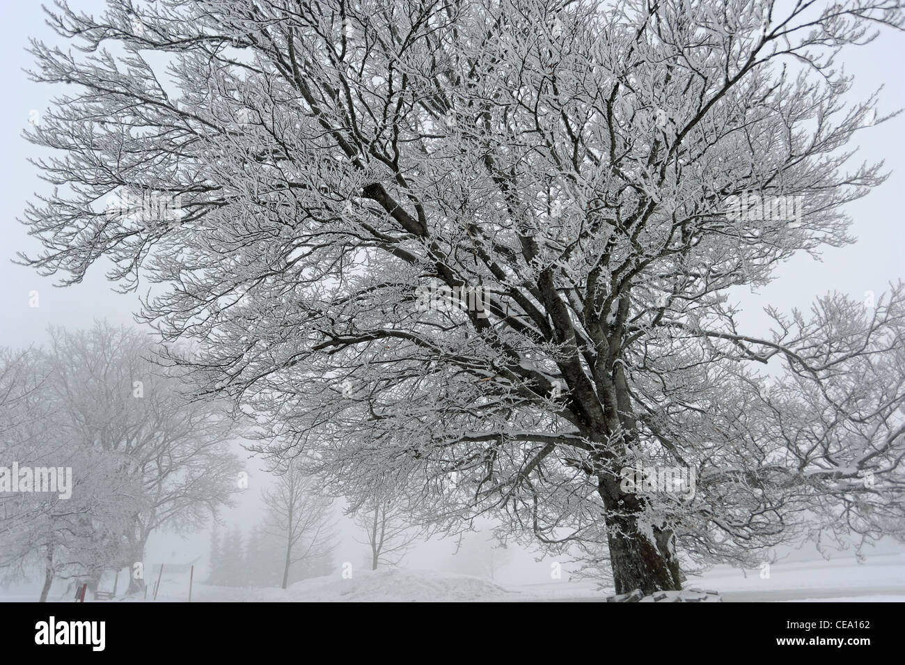 Winter deciduous tree hi-res stock photography and images - Alamy