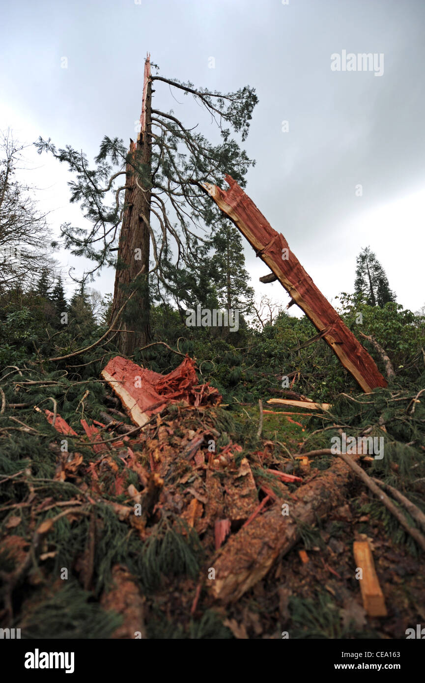 Tree Struck By Lightning Stock Photos & Tree Struck By Lightning Stock ...