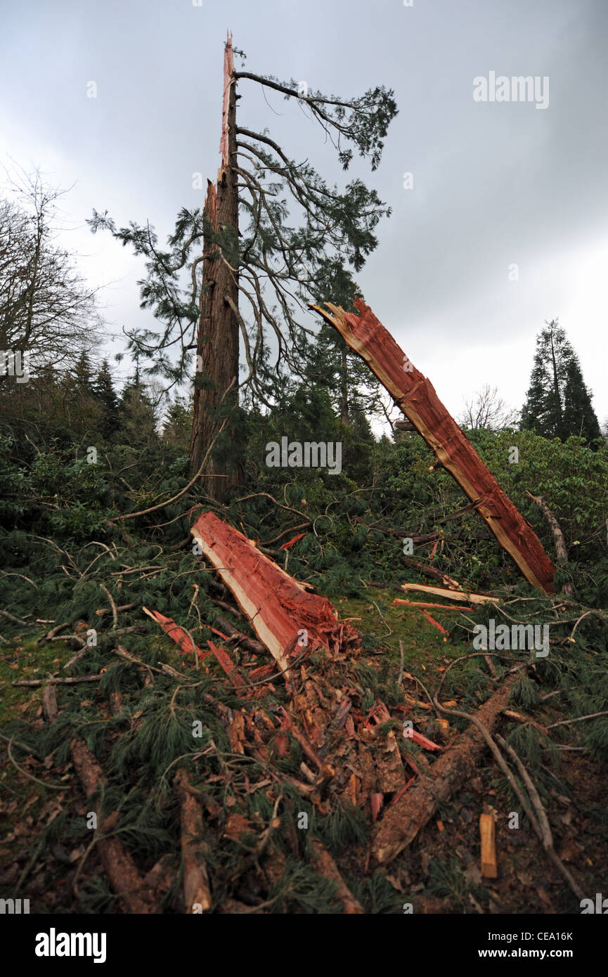 Lightning strike tree hi-res stock photography and images - Alamy