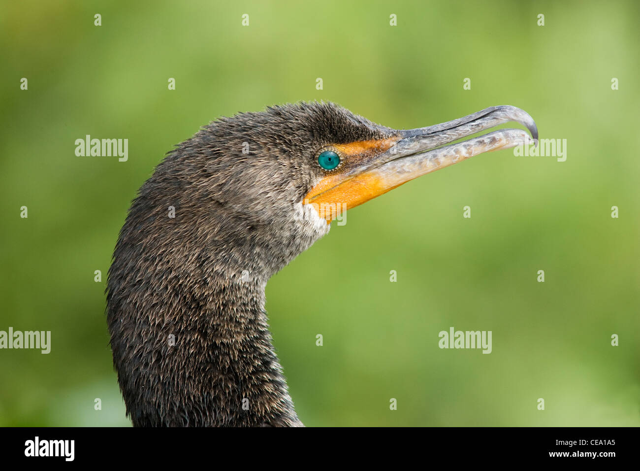 Cormorant bird and anhinga hi-res stock photography and images - Alamy