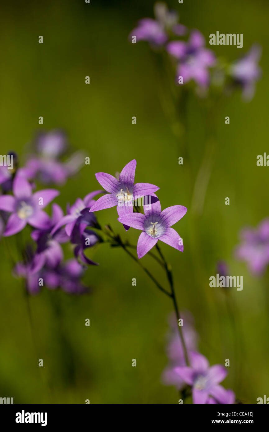 Harebell High Resolution Stock Photography and Images - Alamy