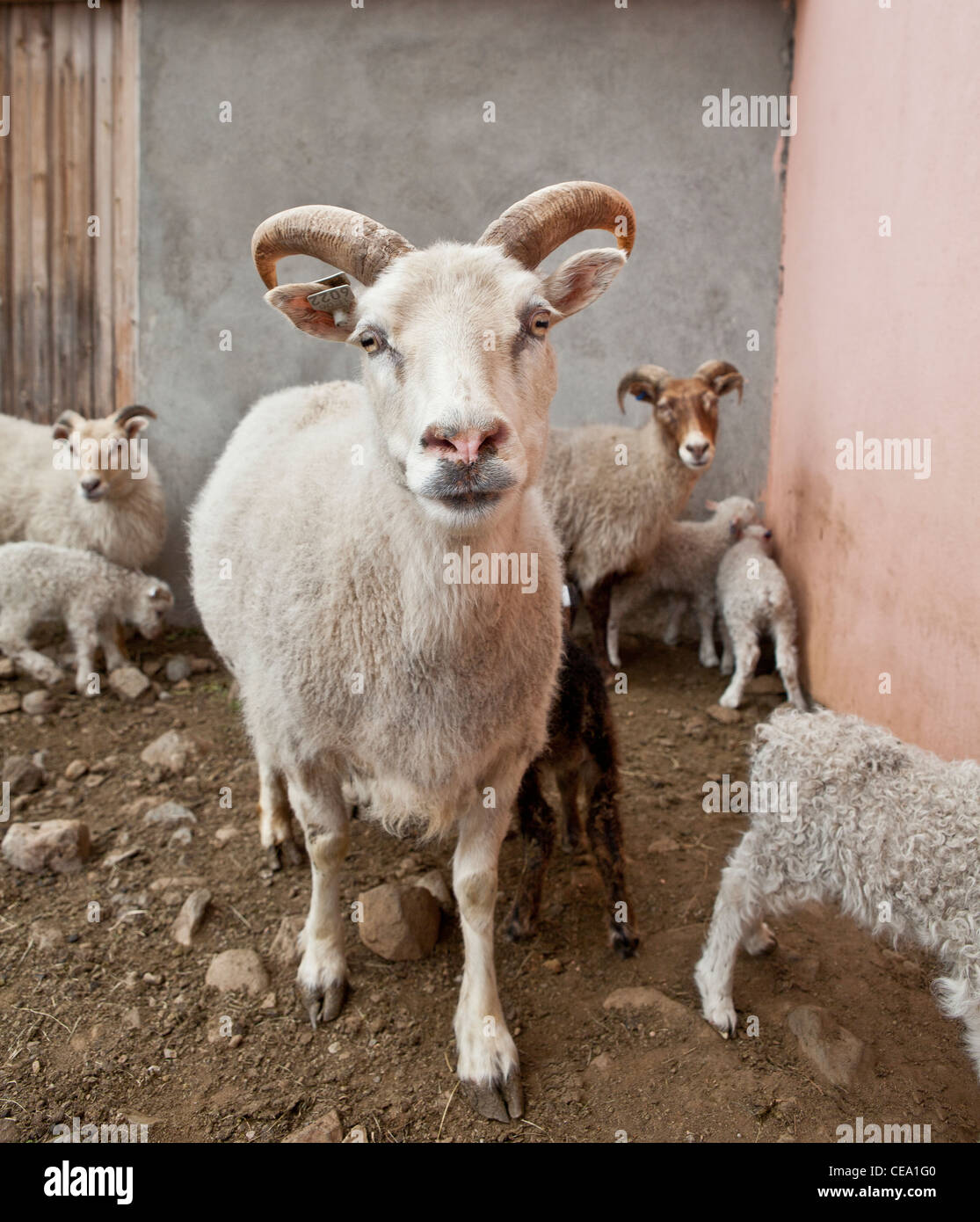 Iceland sheep horns hi-res stock photography and images - Alamy