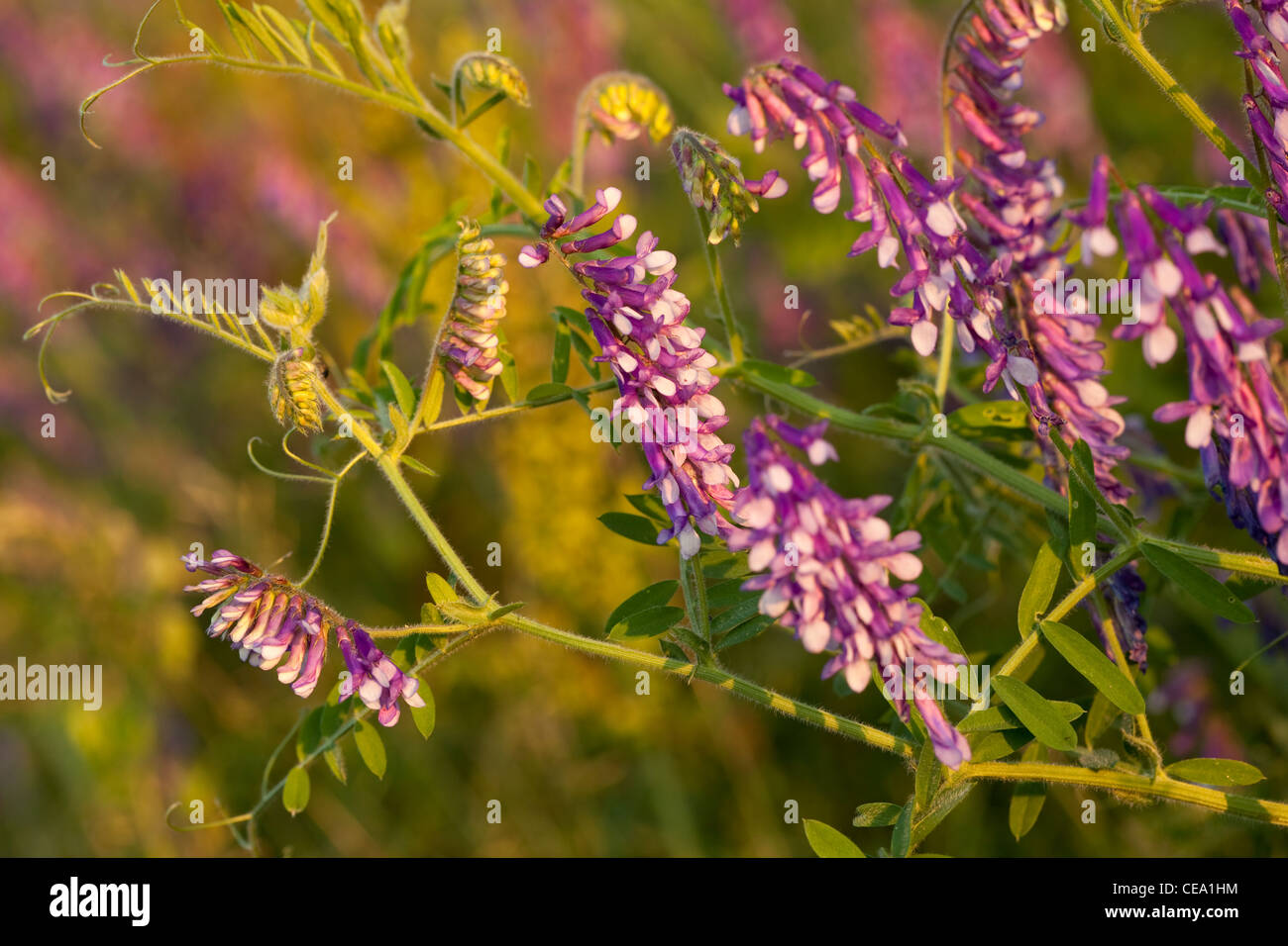 Purple flower vetch (Vicia cracca) on meadow Stock Photo - Alamy