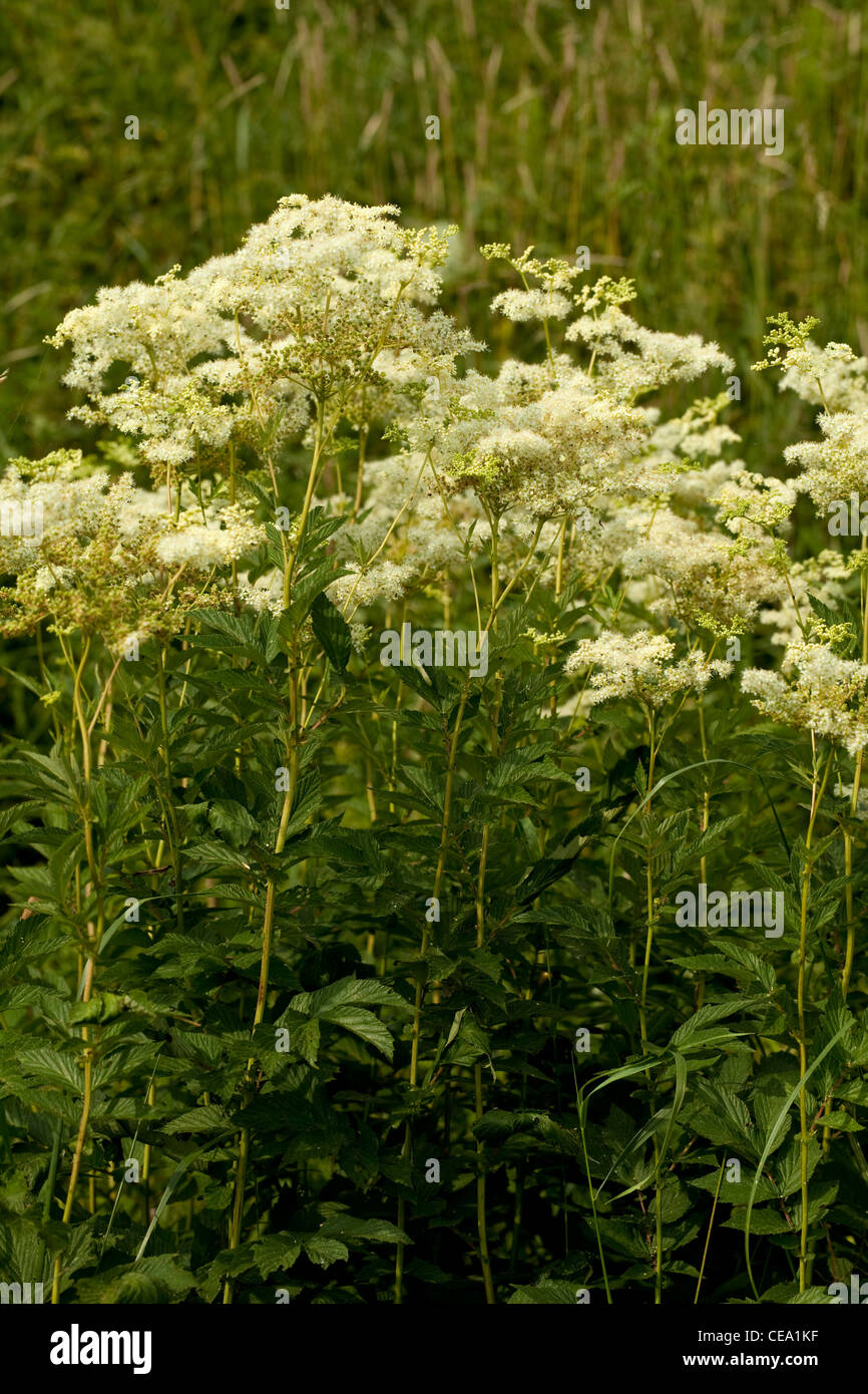 white filipendula ulmaria on background green leaf Stock Photo - Alamy