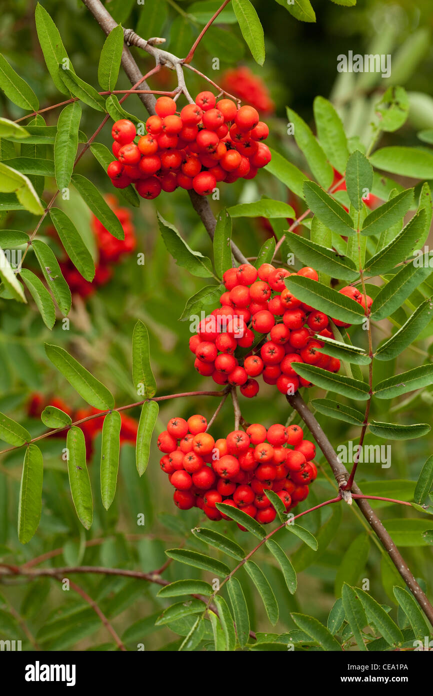 Rowan tree hi-res stock photography and images - Alamy