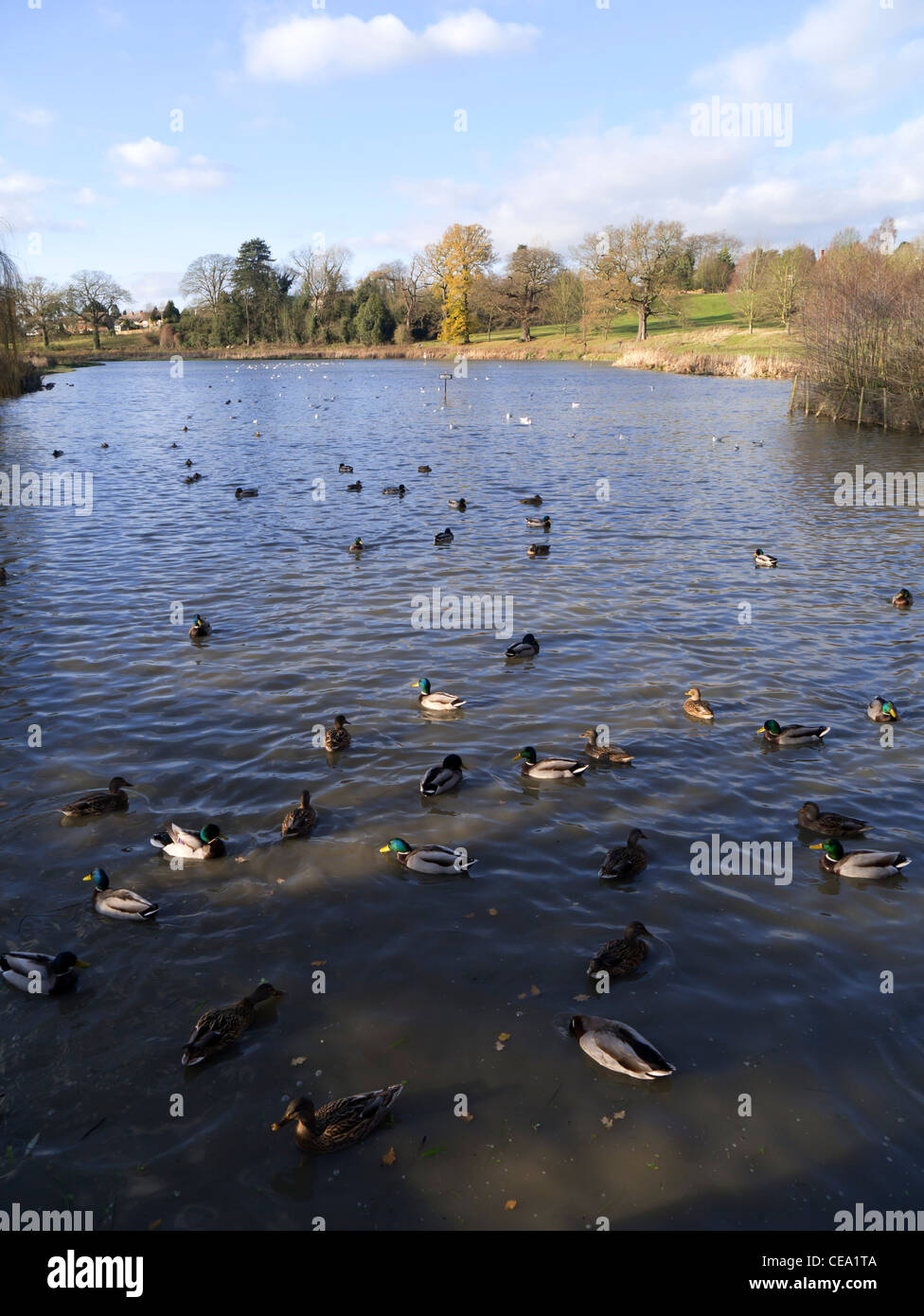 park lake and river kenilworth warwickshire in england in the uk Stock ...