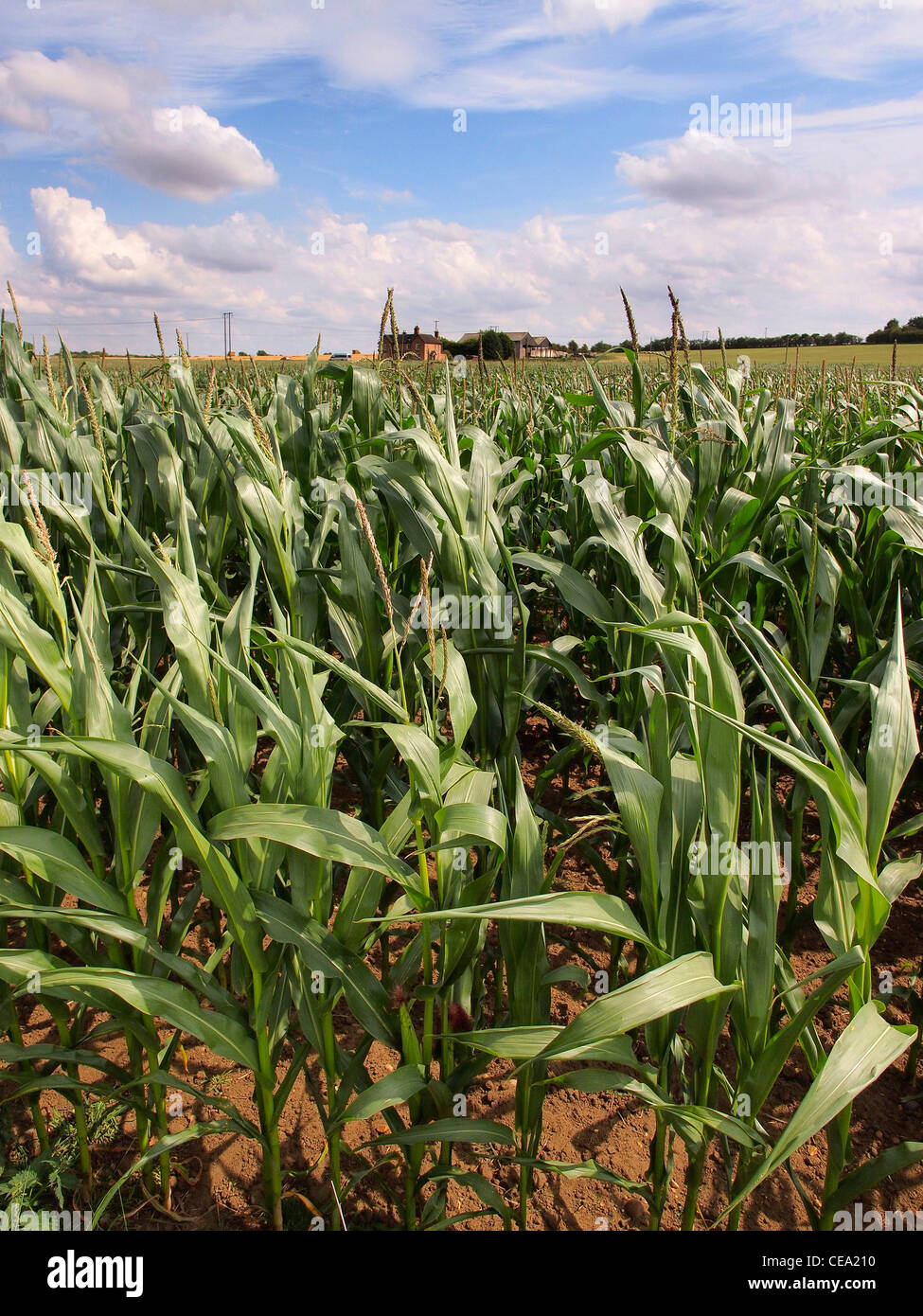 maize plants growing against blue sky Stock Photo - Alamy