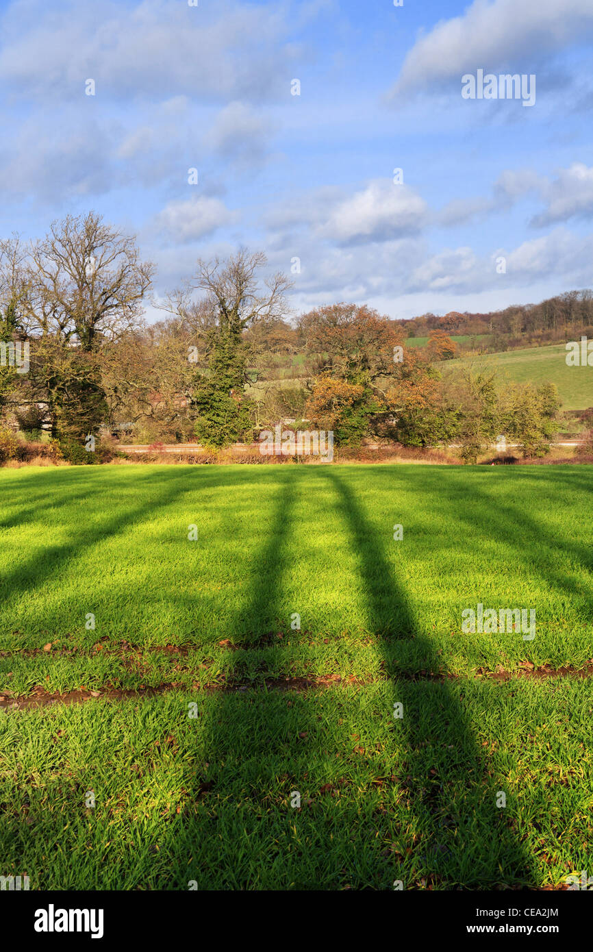 field of grass with trees Stock Photo - Alamy