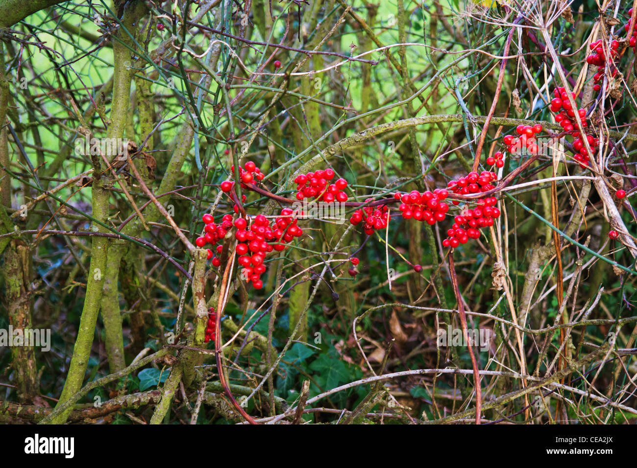 red berries on tree and bush in countryside Stock Photo - Alamy