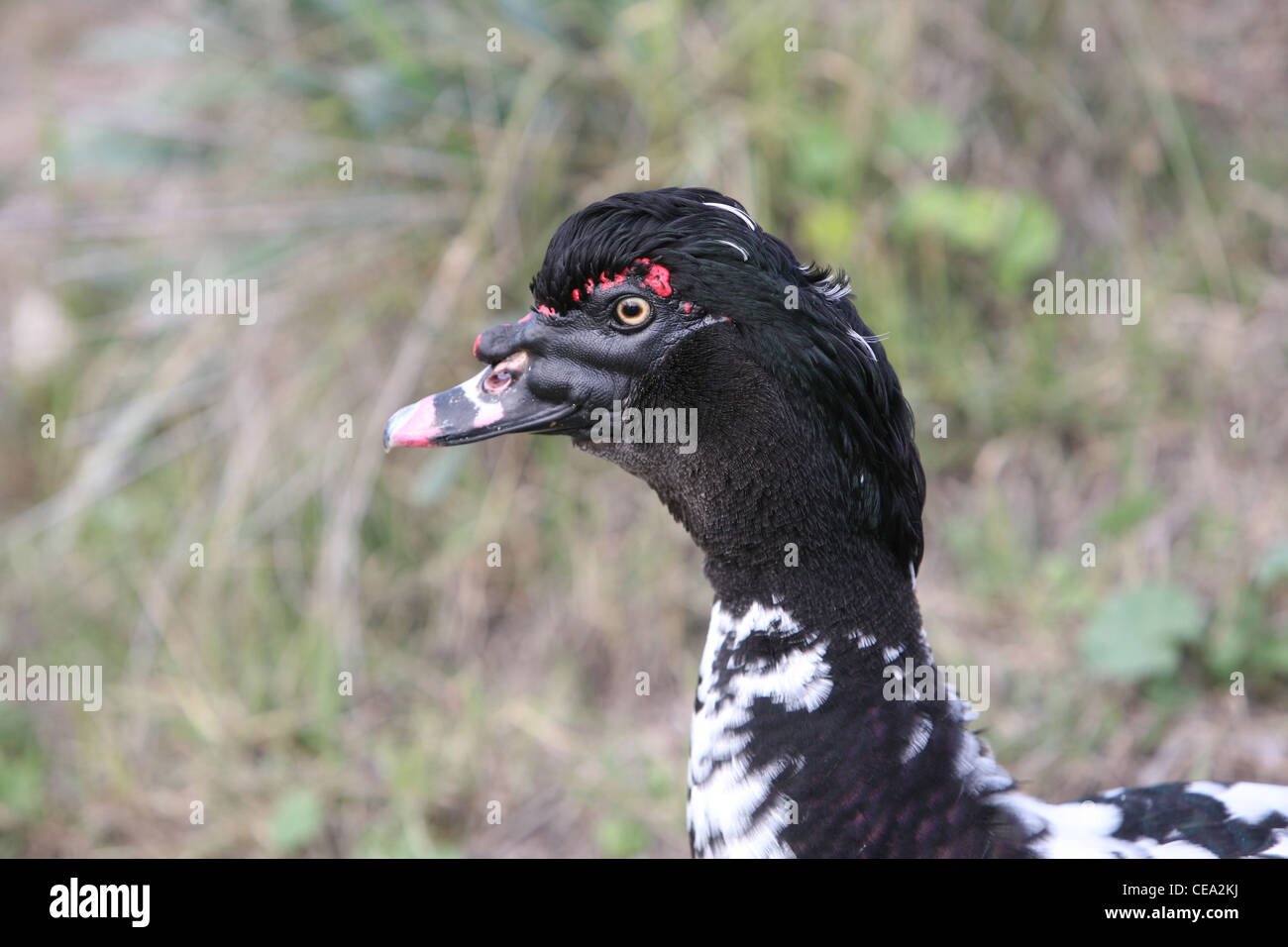 Spanish bird sanctuary hi-res stock photography and images - Alamy