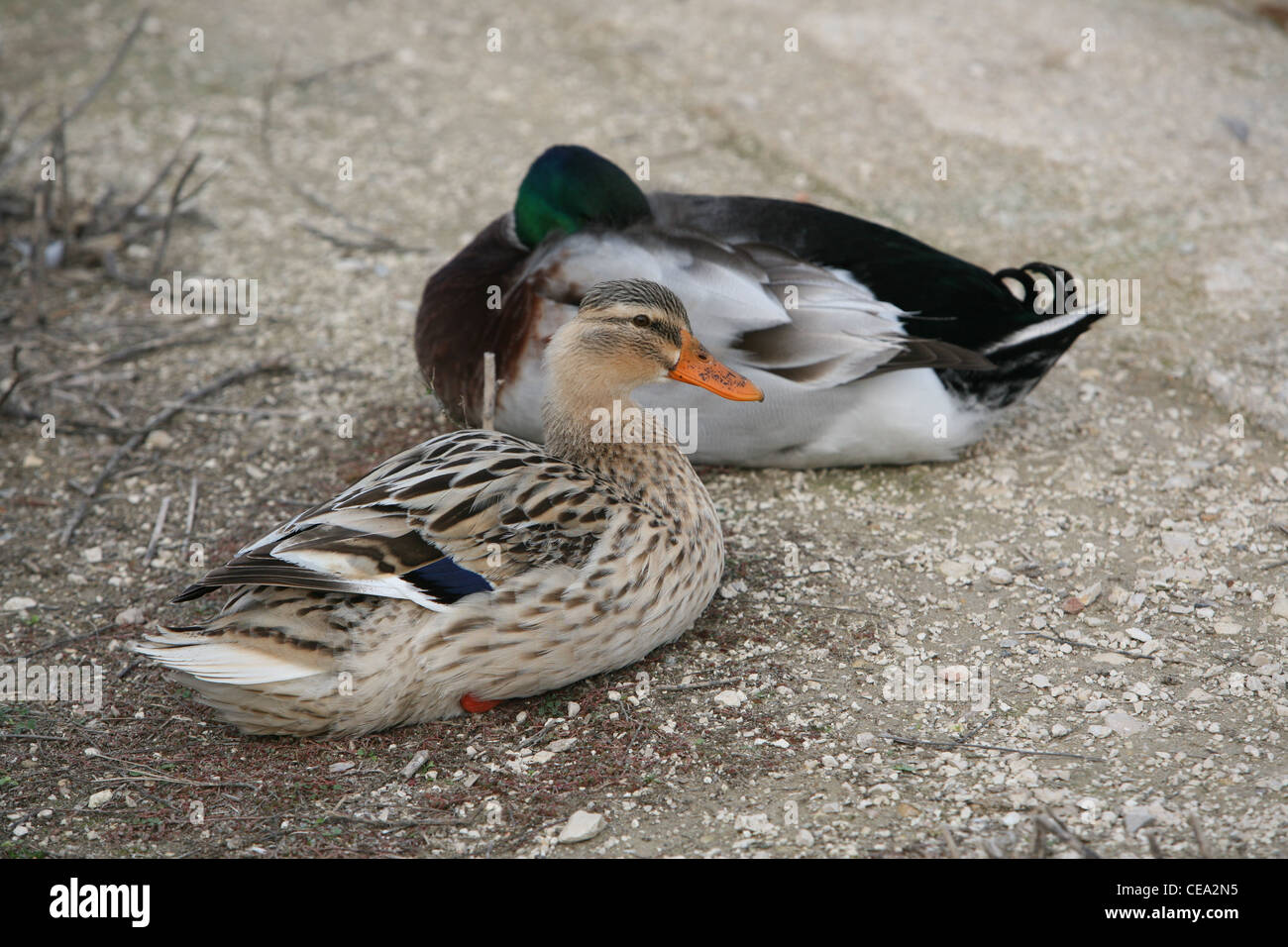 Spanish bird sanctuary hi-res stock photography and images - Alamy