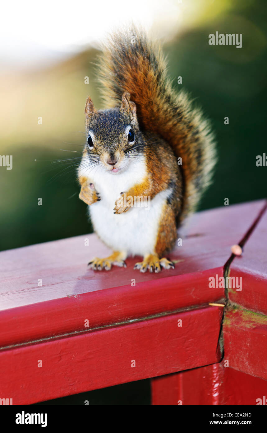 Chubby squirrel hi-res stock photography and images - Alamy