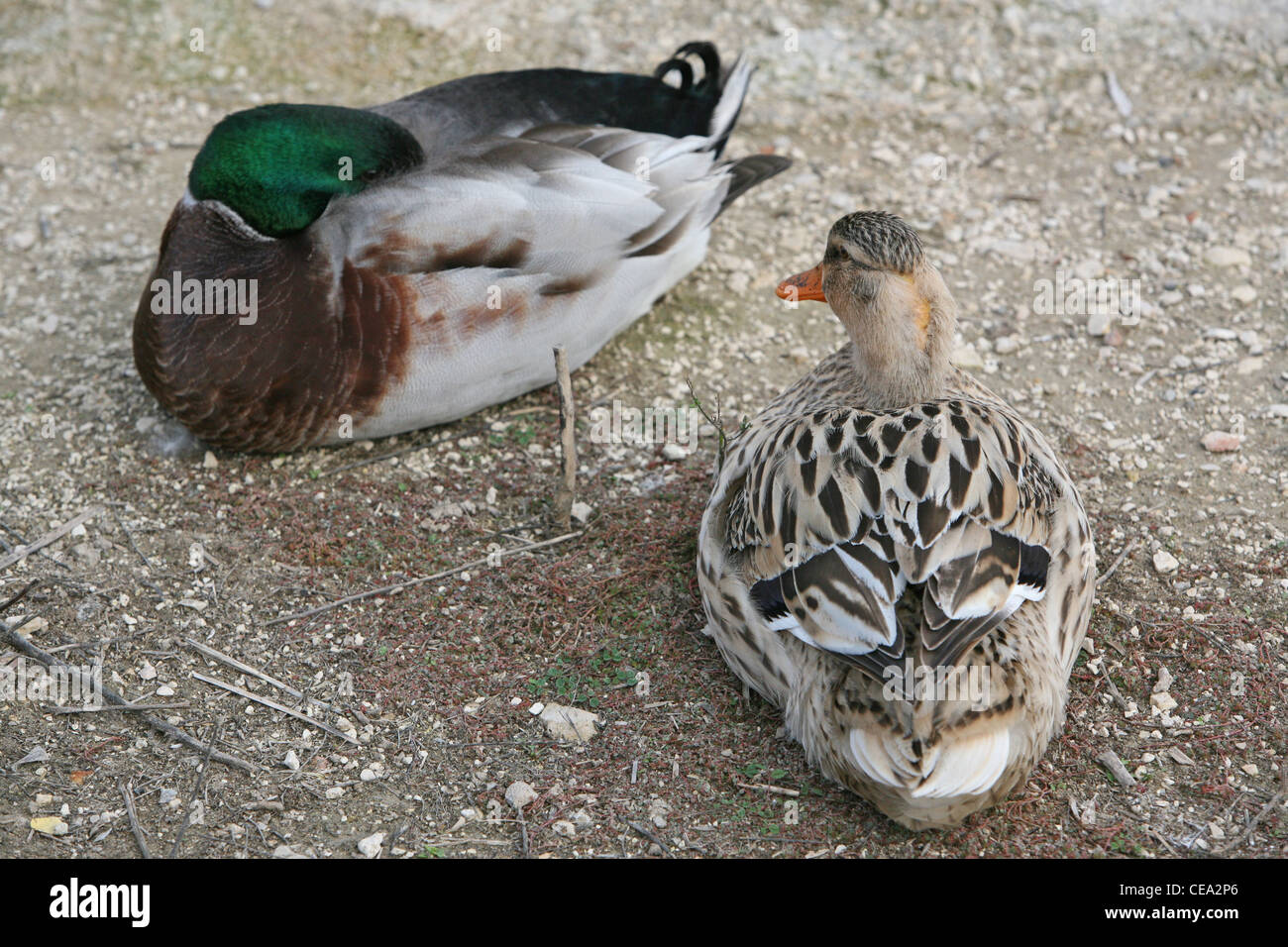 Spanish bird sanctuary hi-res stock photography and images - Alamy