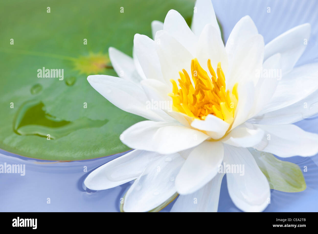 Details lily flower close hi-res stock photography and images - Alamy