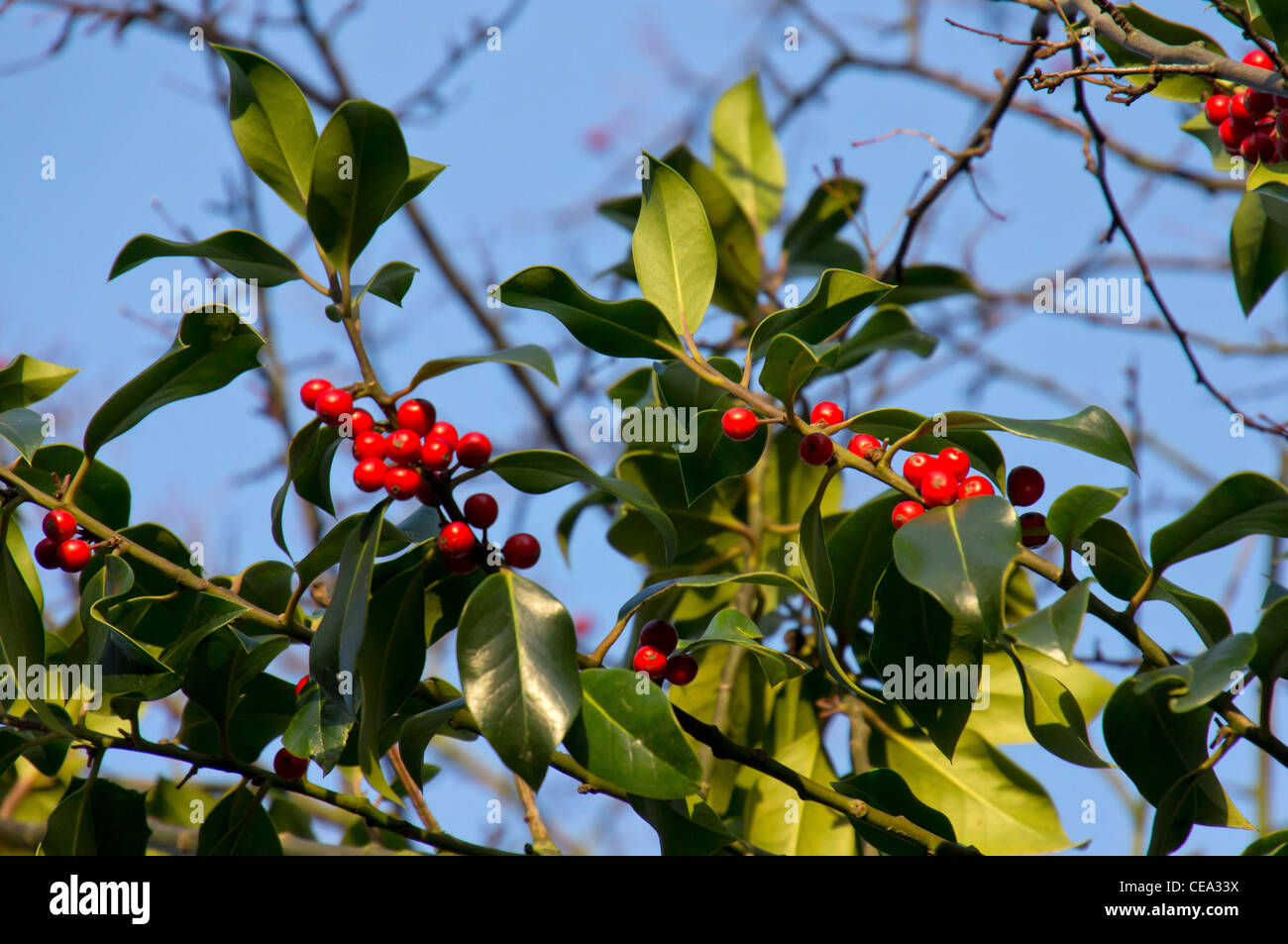 holly tree with berries Stock Photo - Alamy