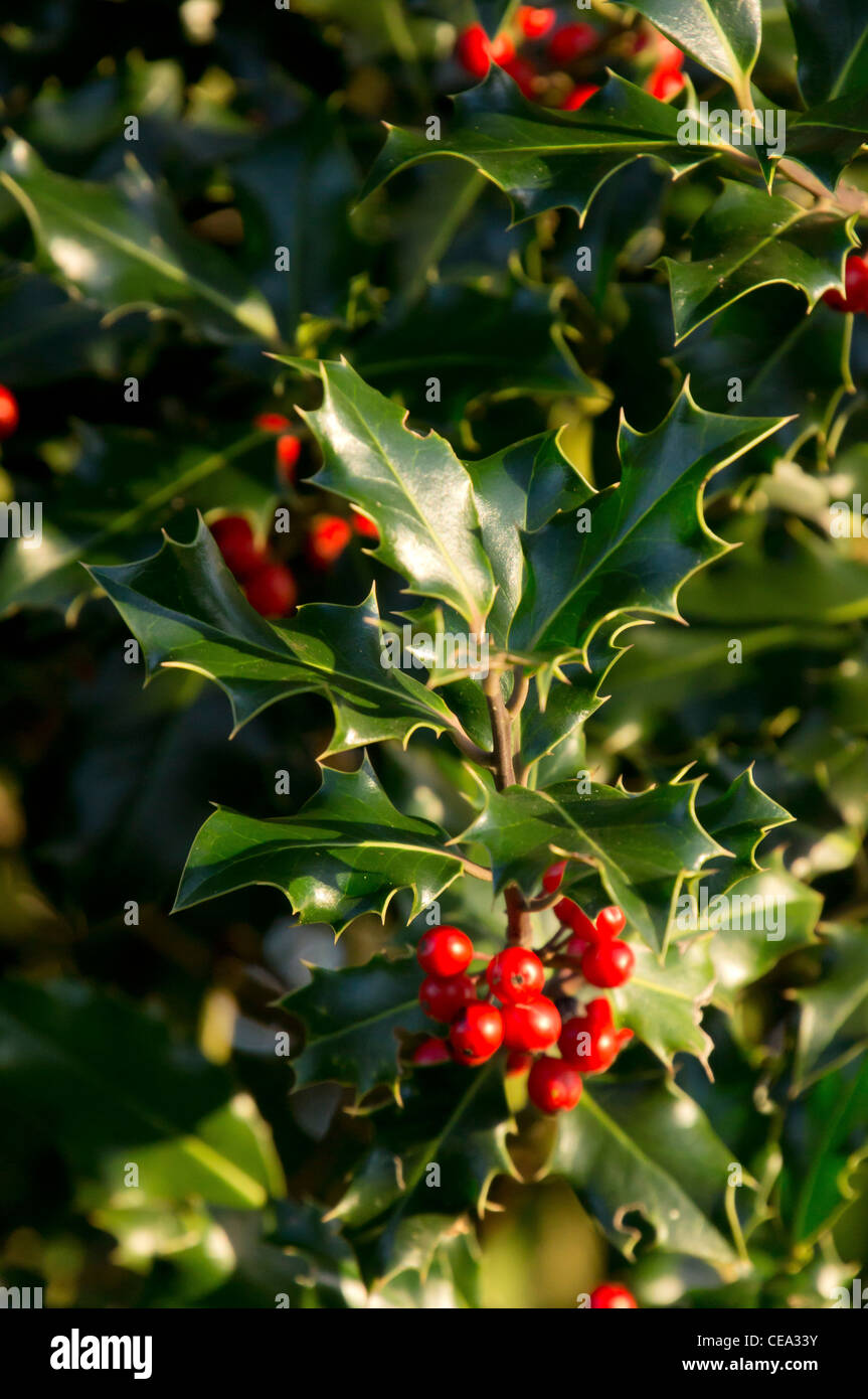 holly tree with berries Stock Photo - Alamy