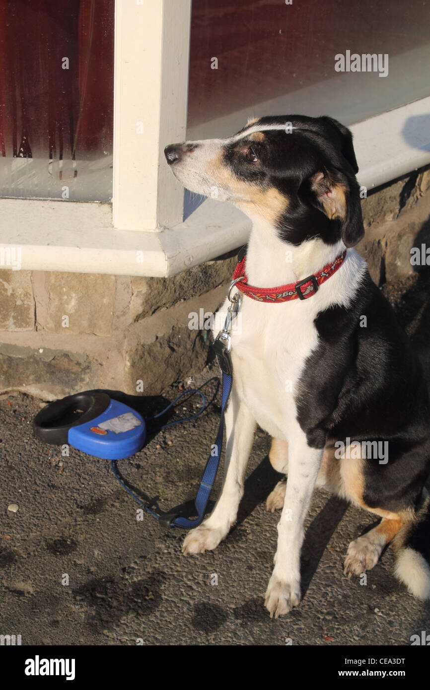 Dog waiting hi-res stock photography and images - Alamy