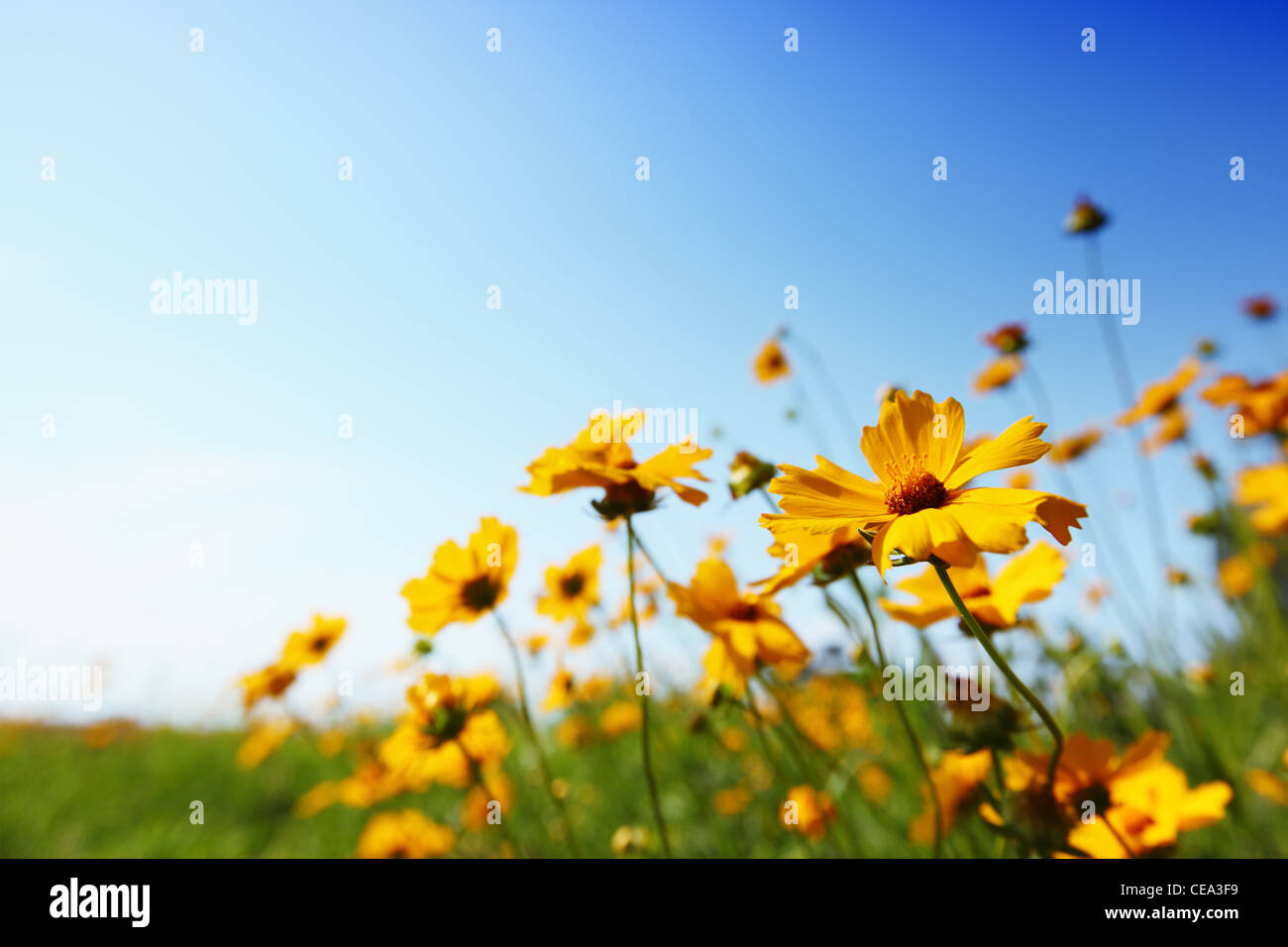 Wildflower background hi-res stock photography and images - Alamy