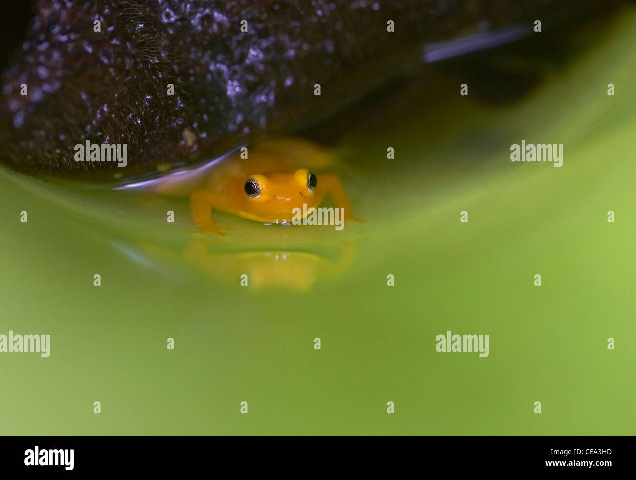 Golden poison dart frog (Colostethus beebei) living in the giant ...