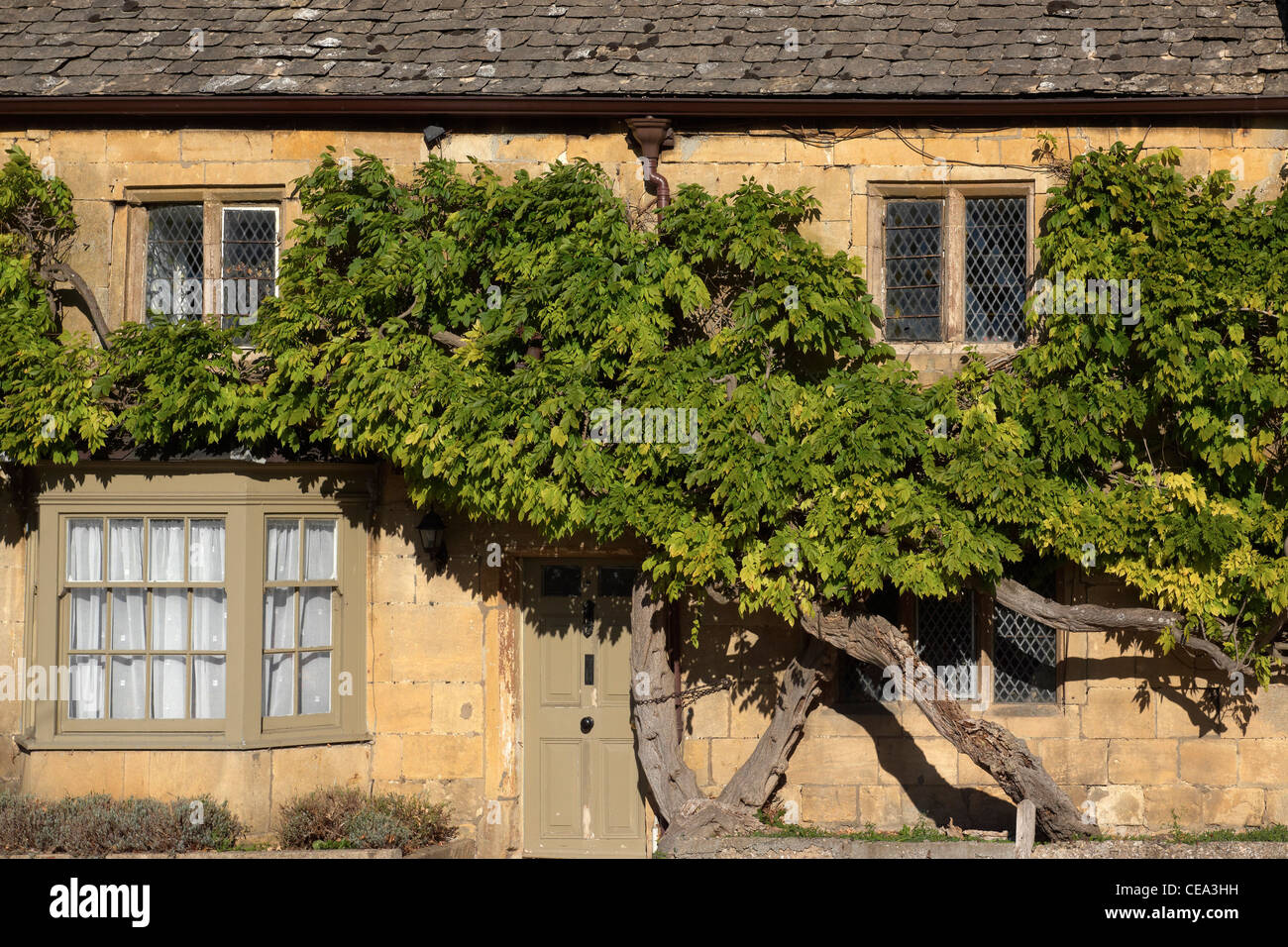 cottage with creeper plant growing all over it Stock Photo - Alamy