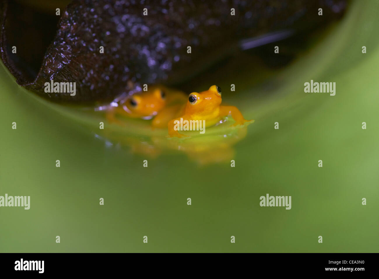 Golden poison dart frog (Colostethus beebei) living in the giant ...