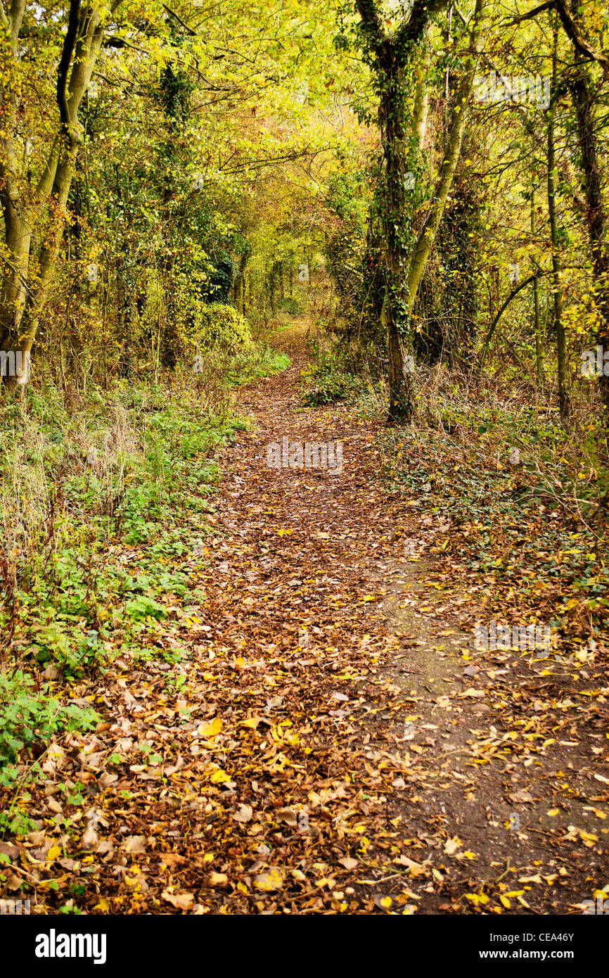 footpath through woodland between trees Stock Photo - Alamy