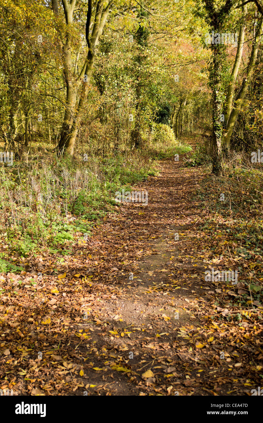 footpath through woodland between trees Stock Photo - Alamy