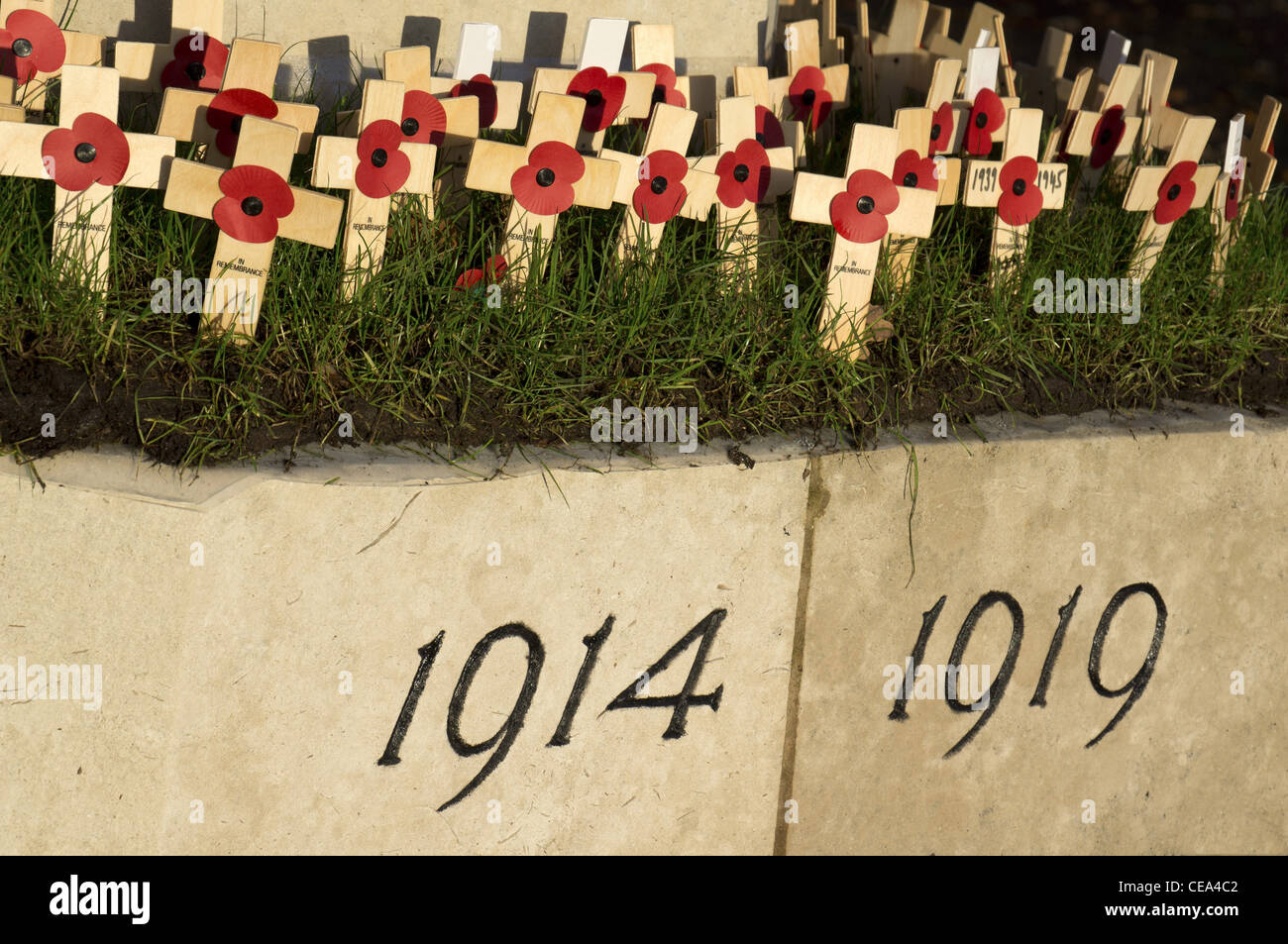 remembrance sunday poppy poppies Stock Photo - Alamy