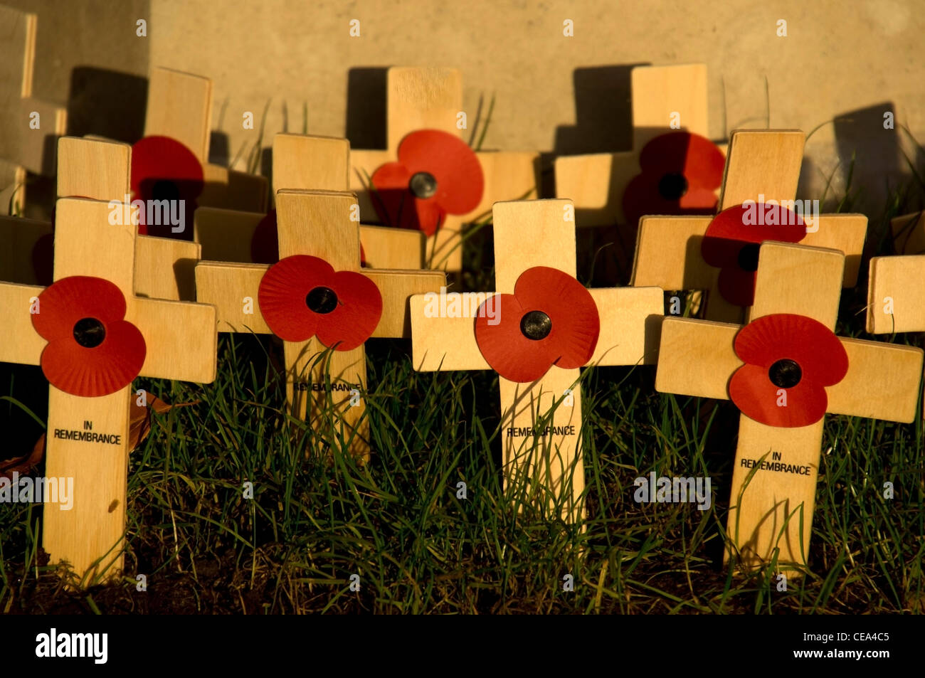 remembrance sunday poppy poppies Stock Photo - Alamy