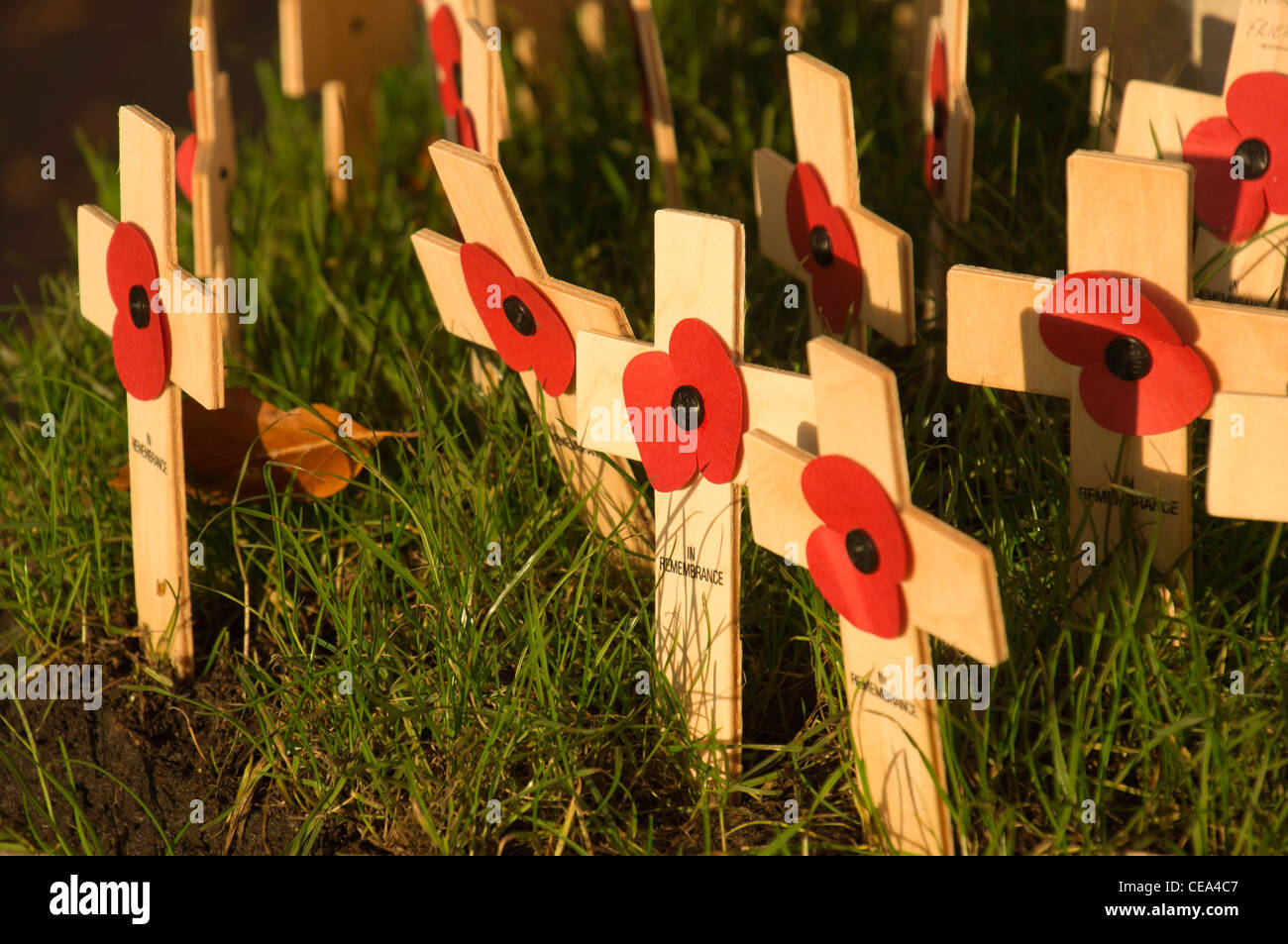 remembrance sunday poppy poppies Stock Photo - Alamy