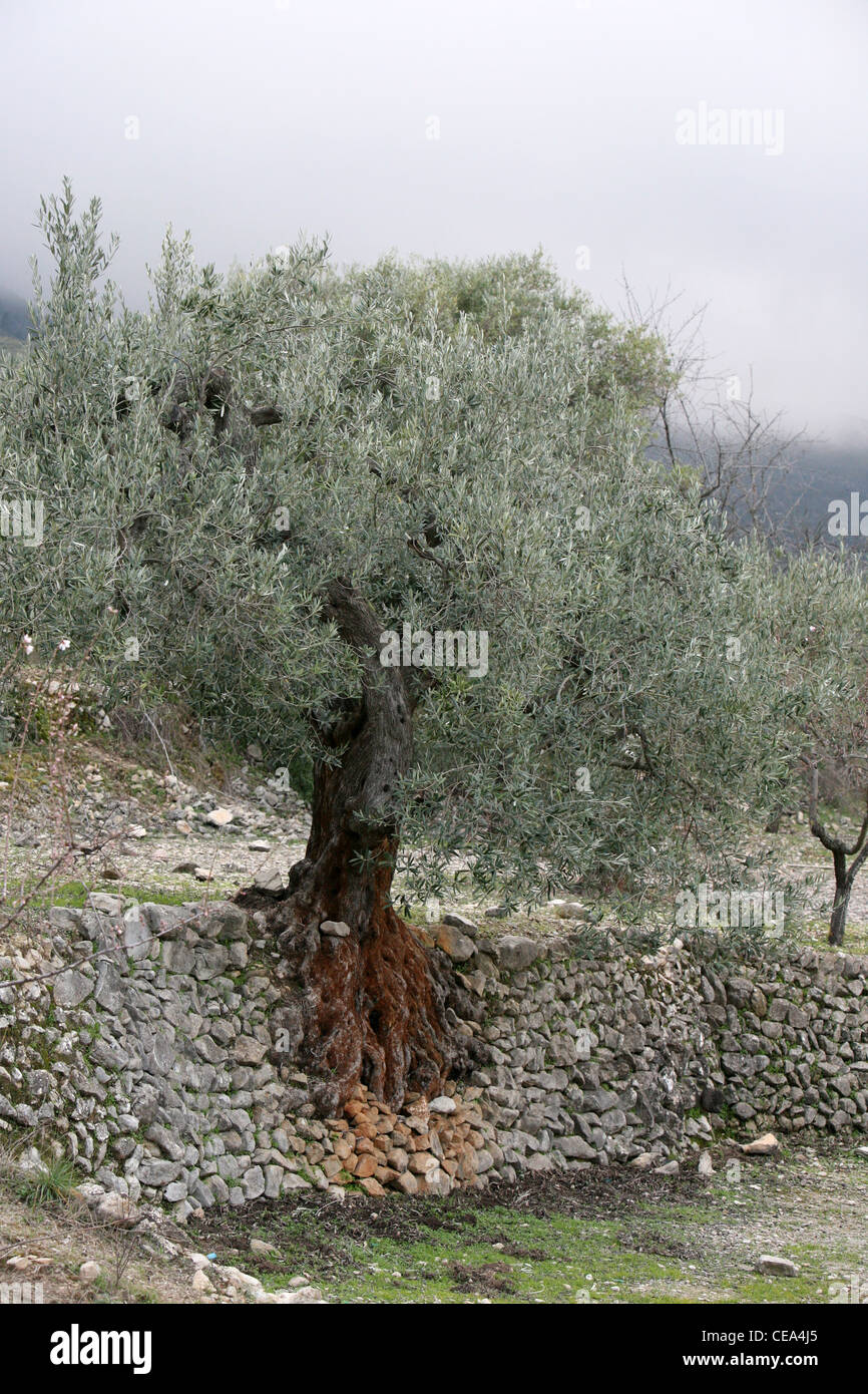 Olive trees in Winter in Spain near Javea Stock Photo - Alamy