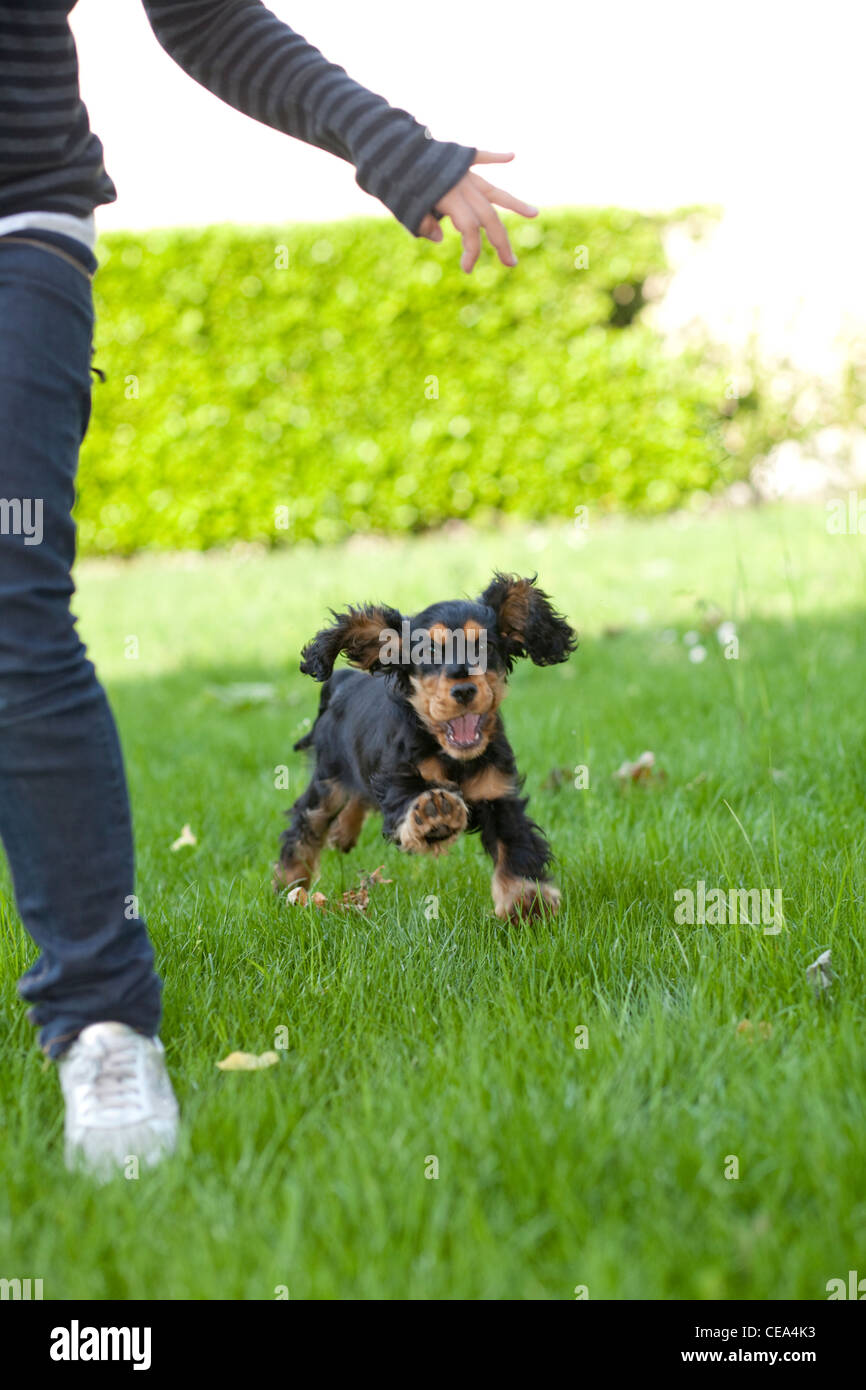 Cocker spaniel puppy children hi-res stock photography and images - Alamy