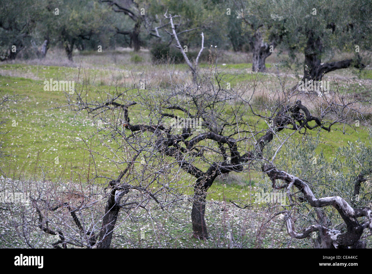 Olive trees in winter hi-res stock photography and images - Alamy