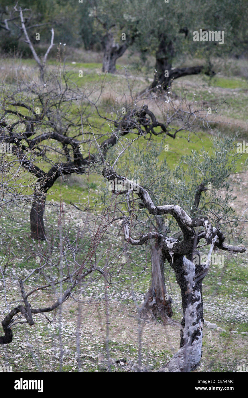 Olive trees in Winter in Spain near Javea Stock Photo - Alamy