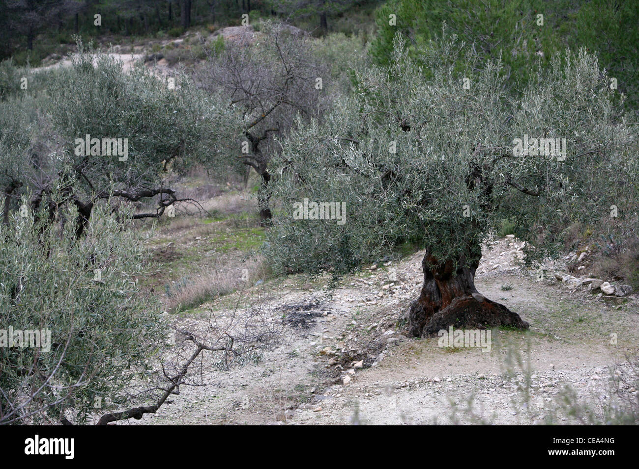 Olive trees in Winter in Spain near Javea Stock Photo - Alamy