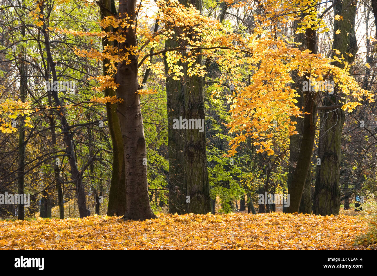 Warsaw poland fall not autumn hi-res stock photography and images - Alamy