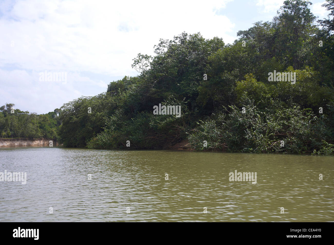 Vegetation along the Rupununi River, Guyana, South America Stock Photo ...