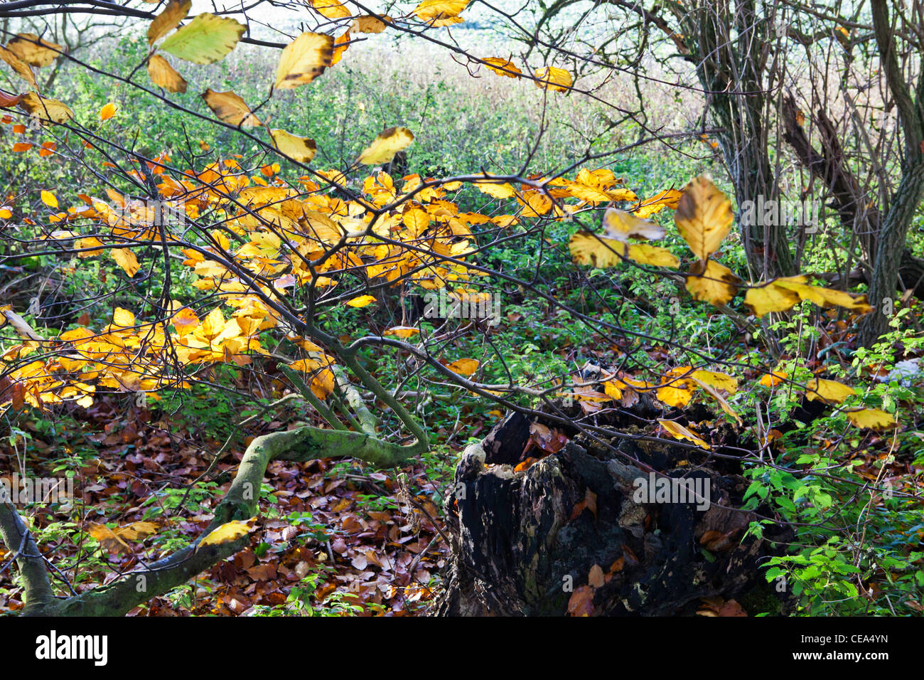 Decayed leaves hi-res stock photography and images - Alamy