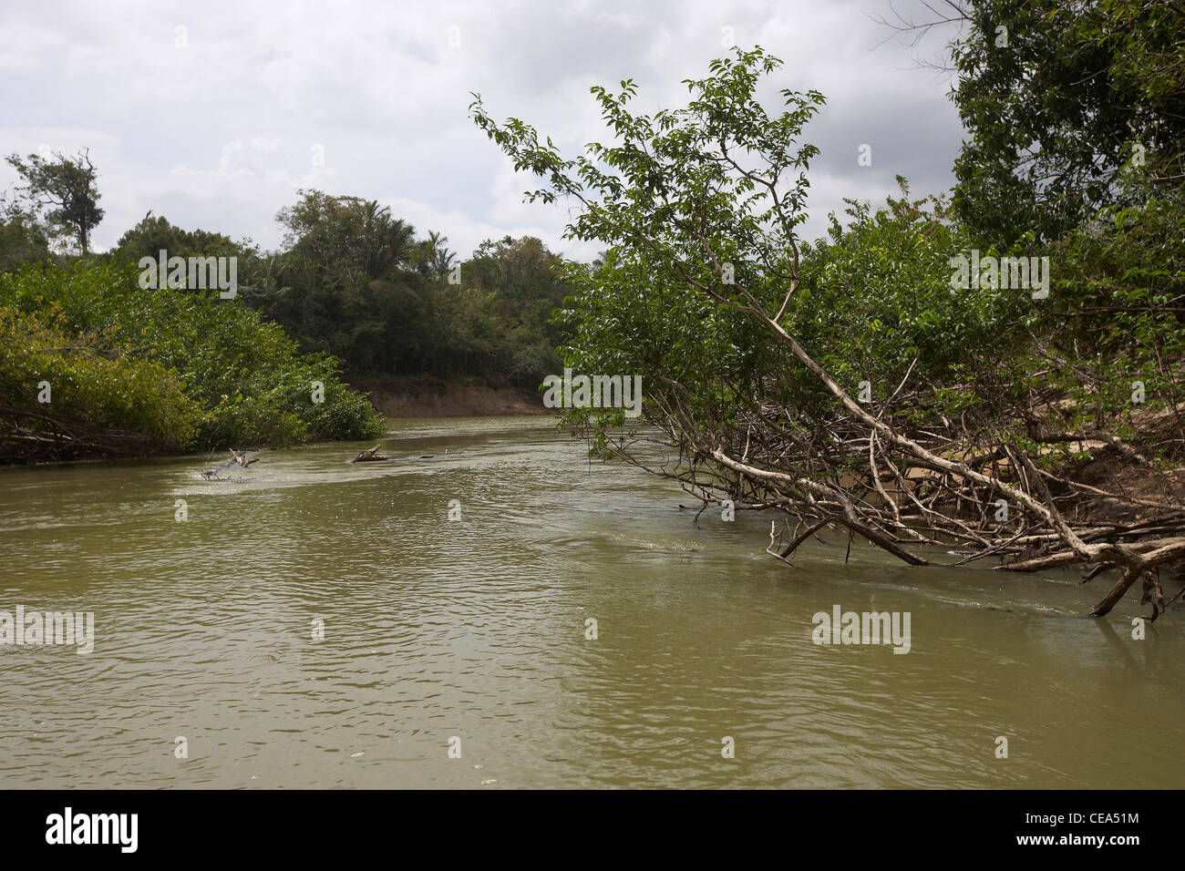 Vegetation along the Rupununi River, Guyana, South America Stock Photo ...