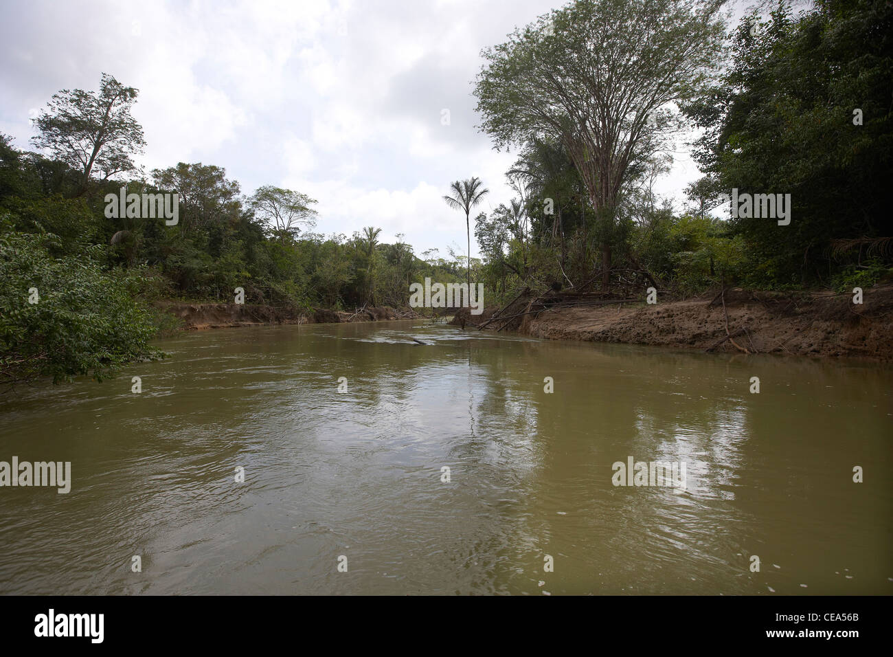 Vegetation along the Rupununi River, Guyana, South America Stock Photo ...