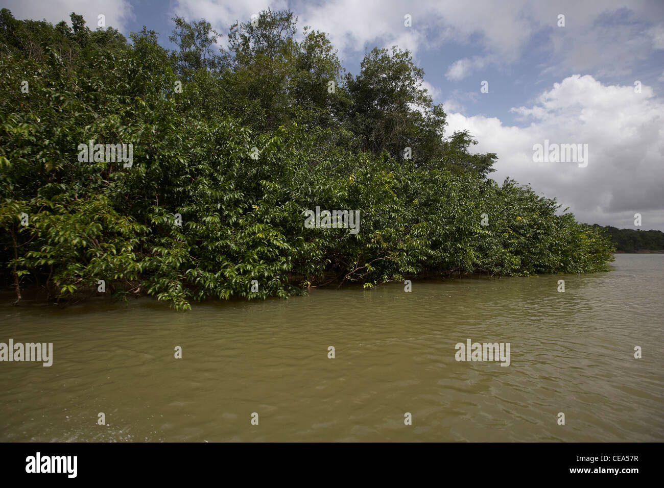 Vegetation along the Rupununi River, Guyana, South America Stock Photo ...