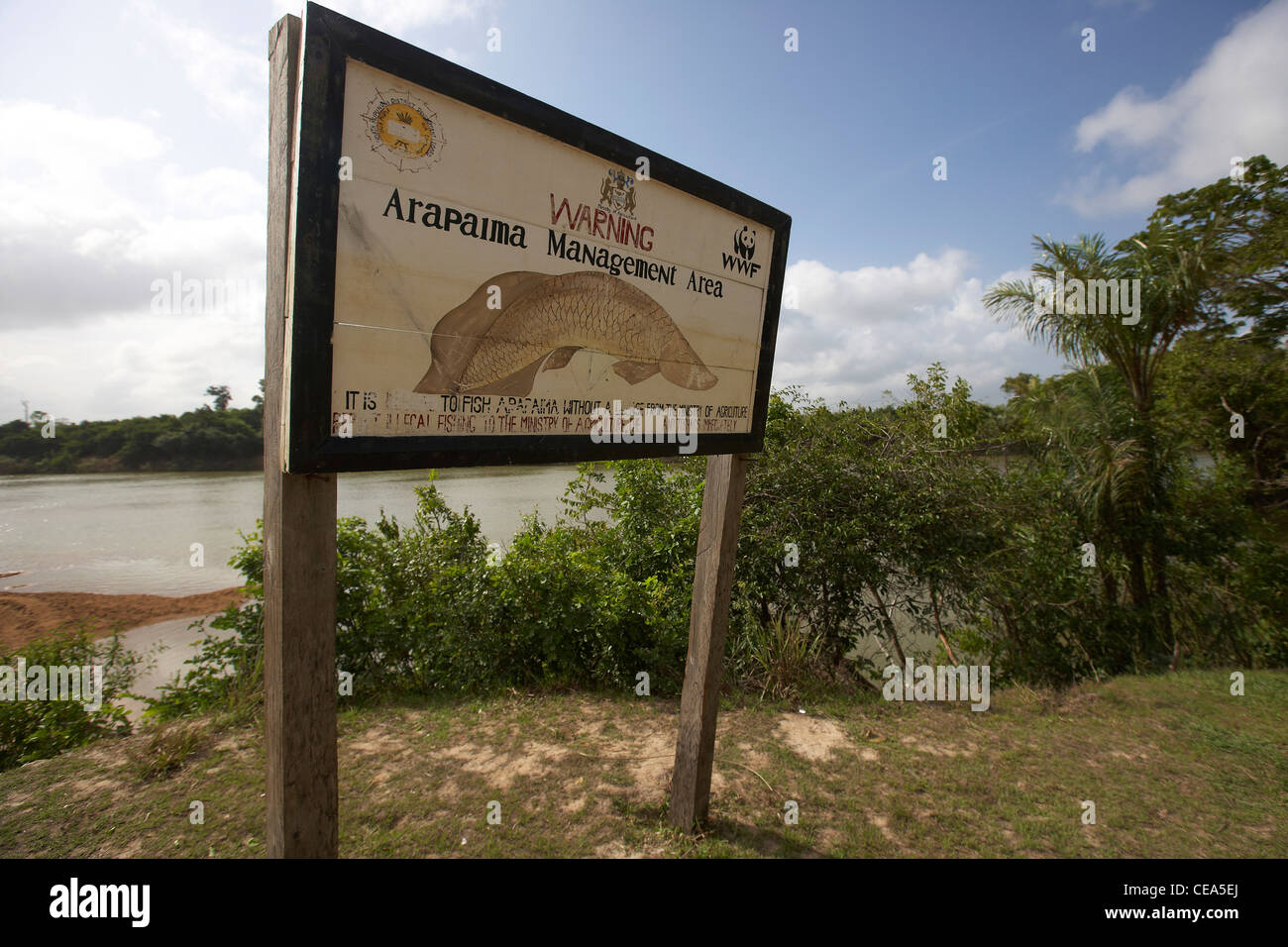 Arapaima fish hi-res stock photography and images - Alamy